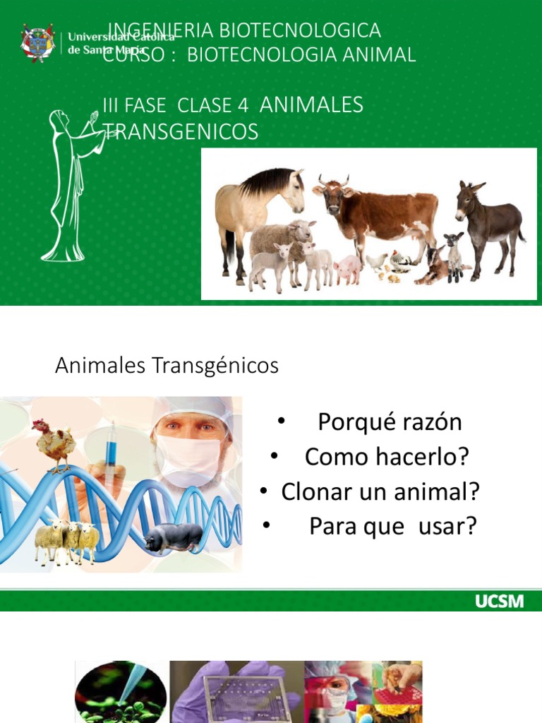 Ii Fase Clase 5 Transgenesis | PDF | Organismo genéticamente modificado ...