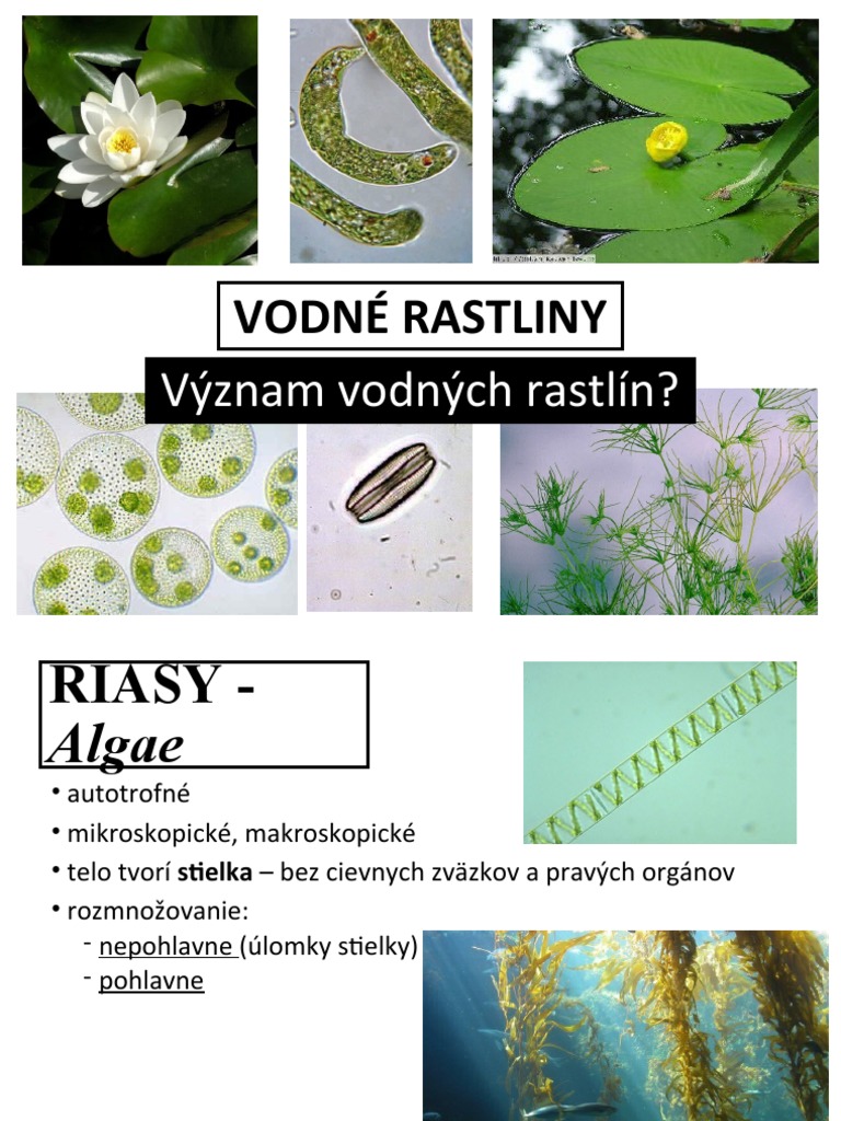 Vodné Rastliny | PDF