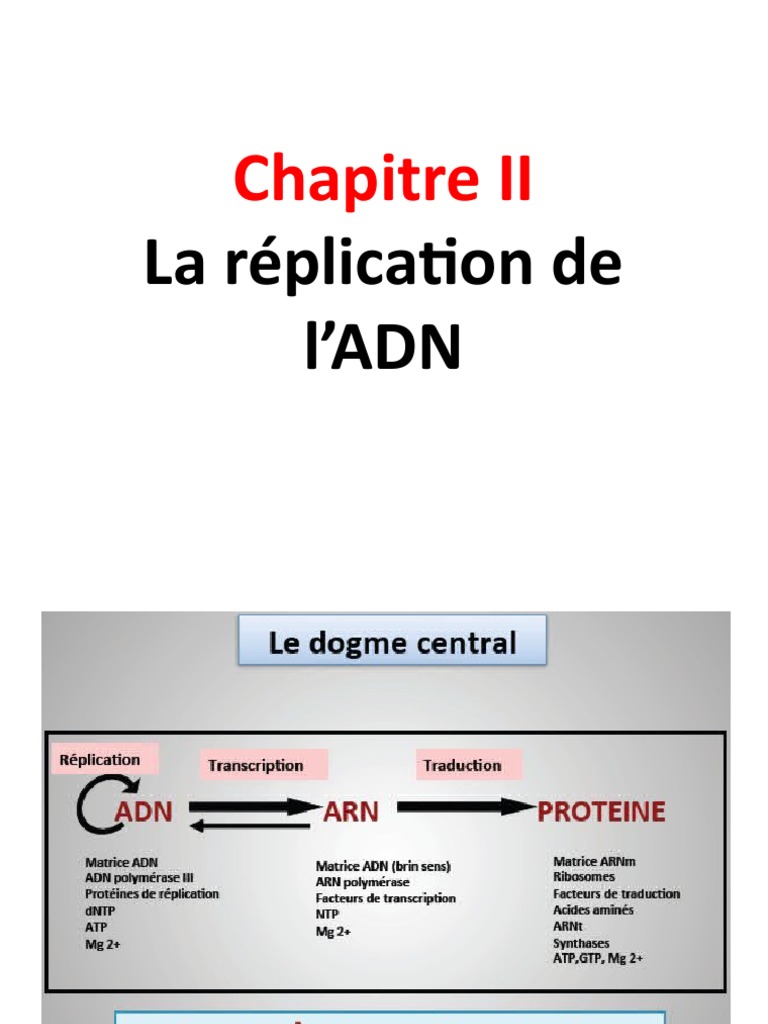 Chapitre II La Réplication de LADN | PDF | Réplication de l'ADN | ADN