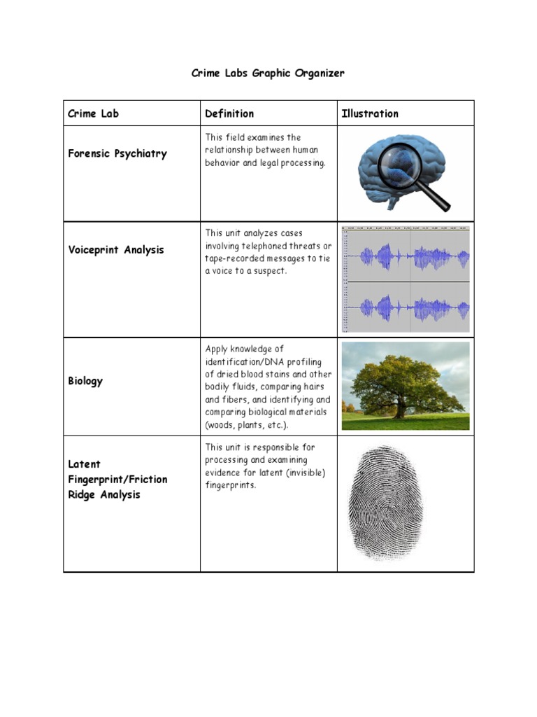 Crime Graphic Organizer | Download Free PDF | Forensic Science | Law ...