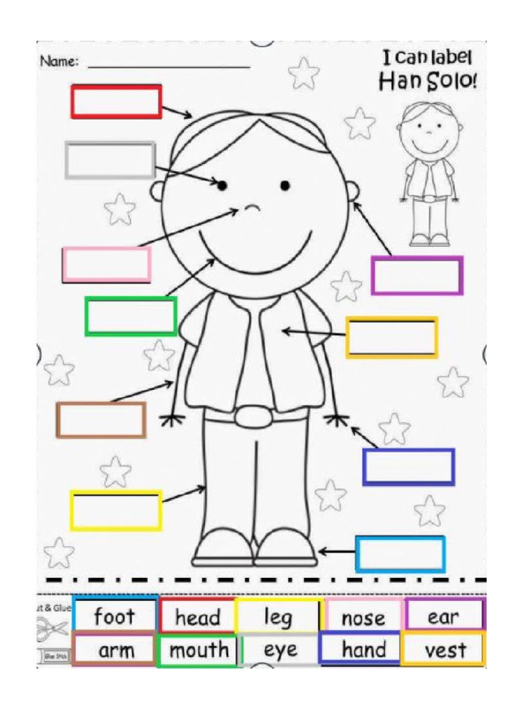 Partes Del Cuerpo Humano Inglés Pdf