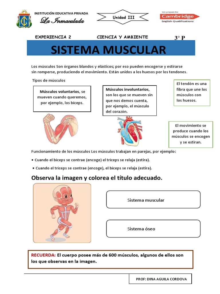 Ficha 2 Unidad Iii El Sistema Muscular | PDF