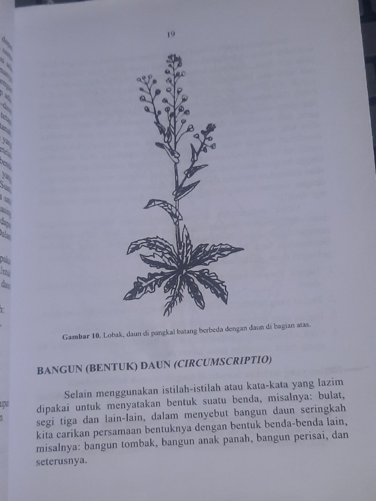 Morfologi Tumbuhan Bangun Daun | PDF