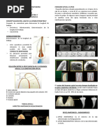 Anatomía y Conductos de Premolares Superiores | PDF | Odontología | Diente