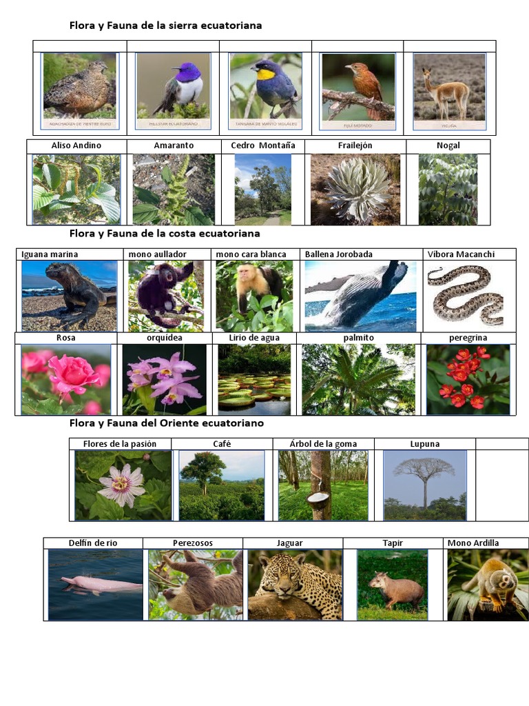 Flora y Fauna del Ecuador por Regiones | PDF