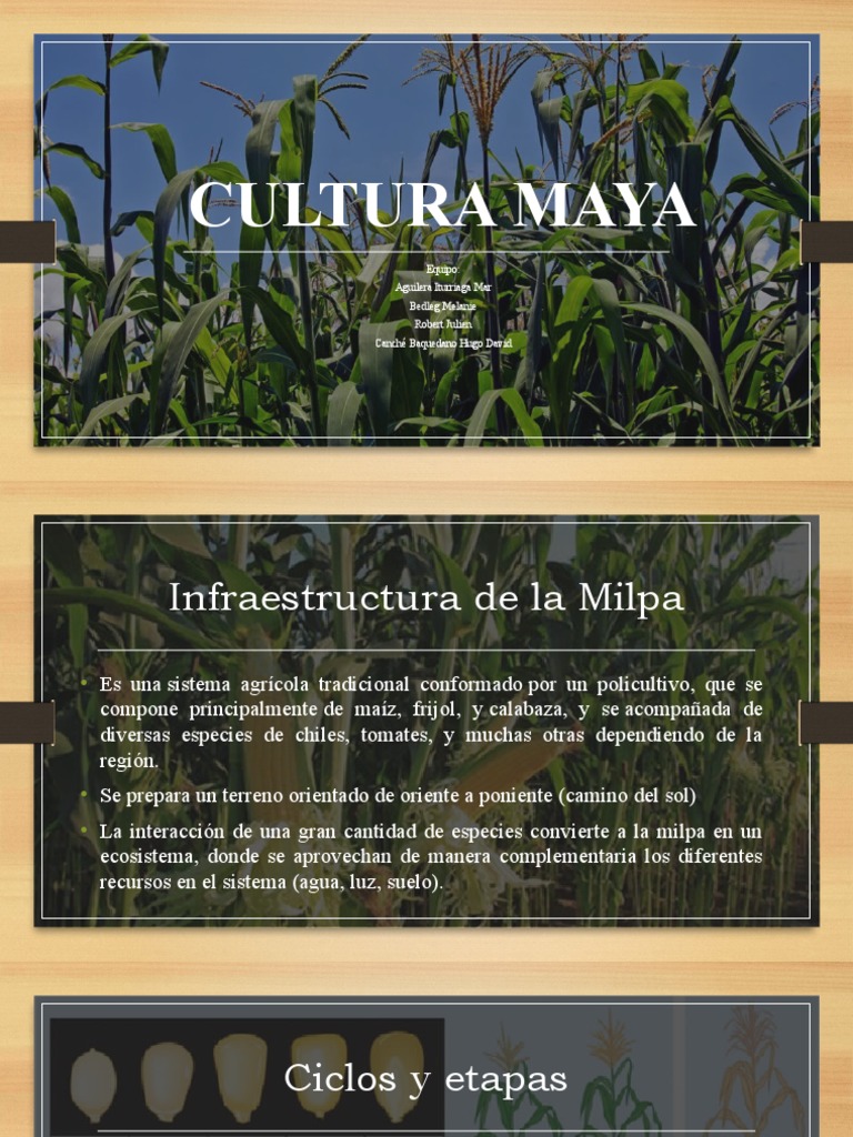 Milpa Maya | PDF | Maíz | Agricultura