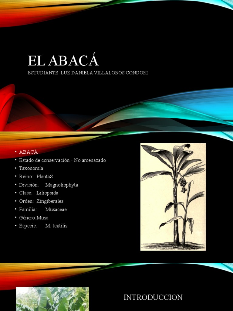 El Abacá | PDF | Ramas de la botánica | Cultivos