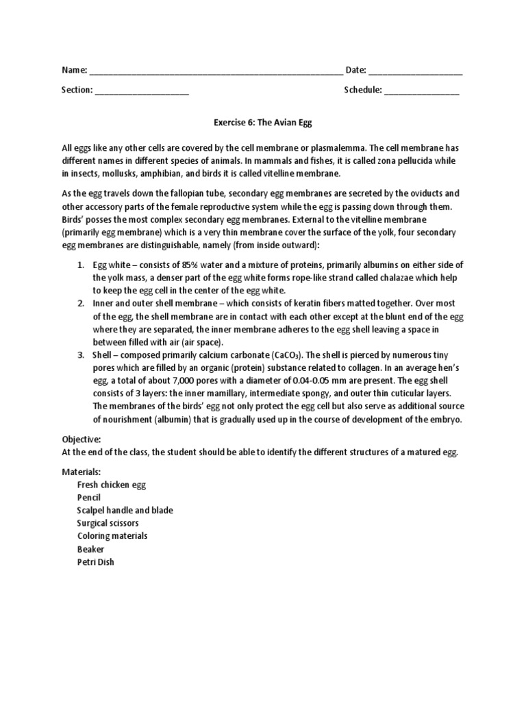Veterinary Embryology Lab Exercise 6 | PDF | Egg | Yolk