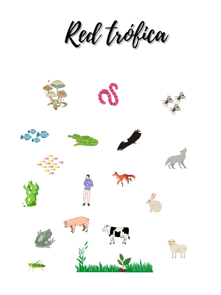 Brown Food Chain Worksheet | PDF