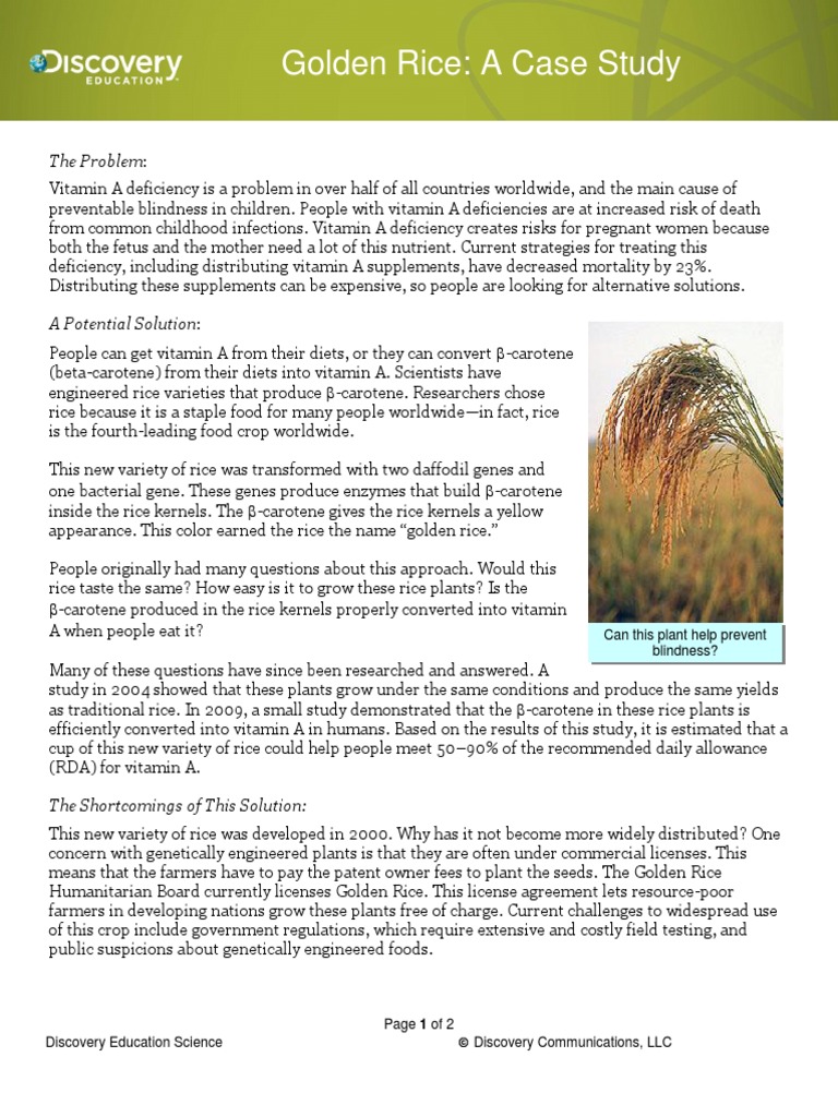 Golden Rice A Case Study | PDF | Vitamin A | Rice