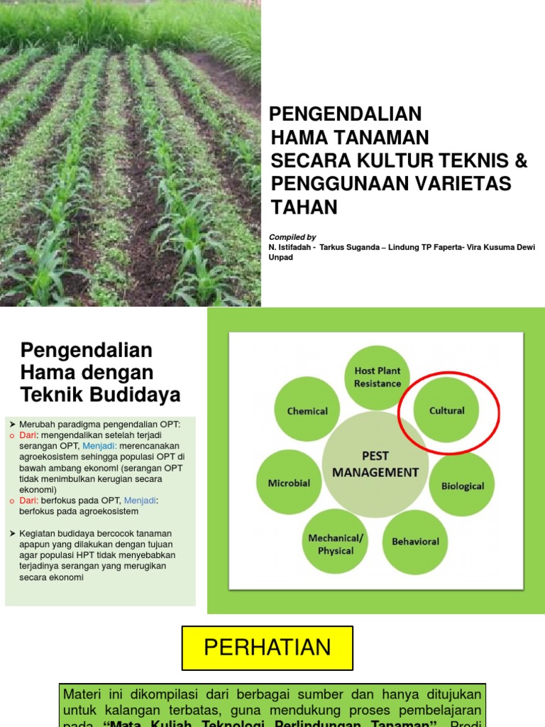 Pengendalian Hama Secara Kultur Teknis & Varietas Tahan FINAL LTP VKD | PDF