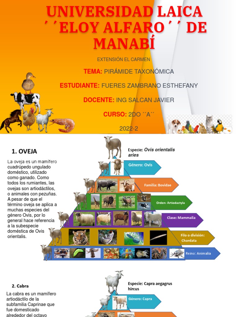 Pirámide taxonómica de animales domésticos y silvestres comunes | PDF ...