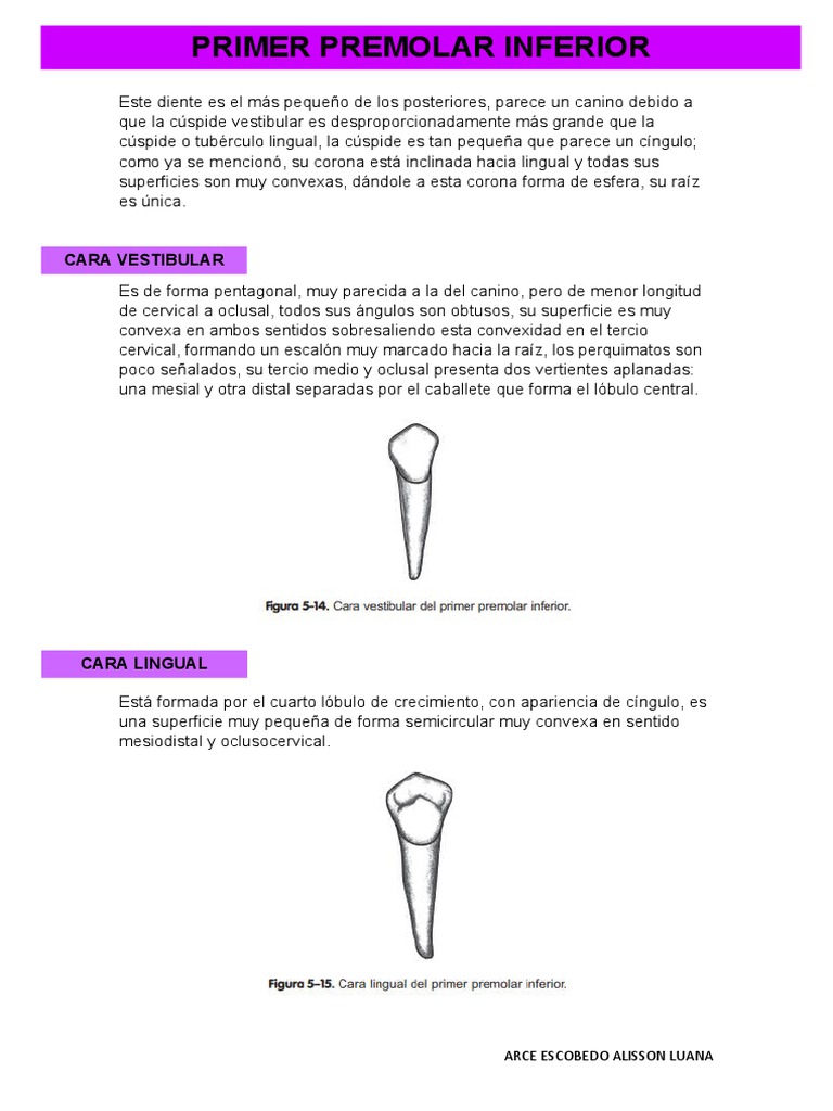 Anatomía y características morfológicas del primer y segundo premolar ...