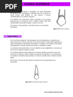 Resumen Canino Inferior | PDF | Anatomia dental | Ramas de Odontología