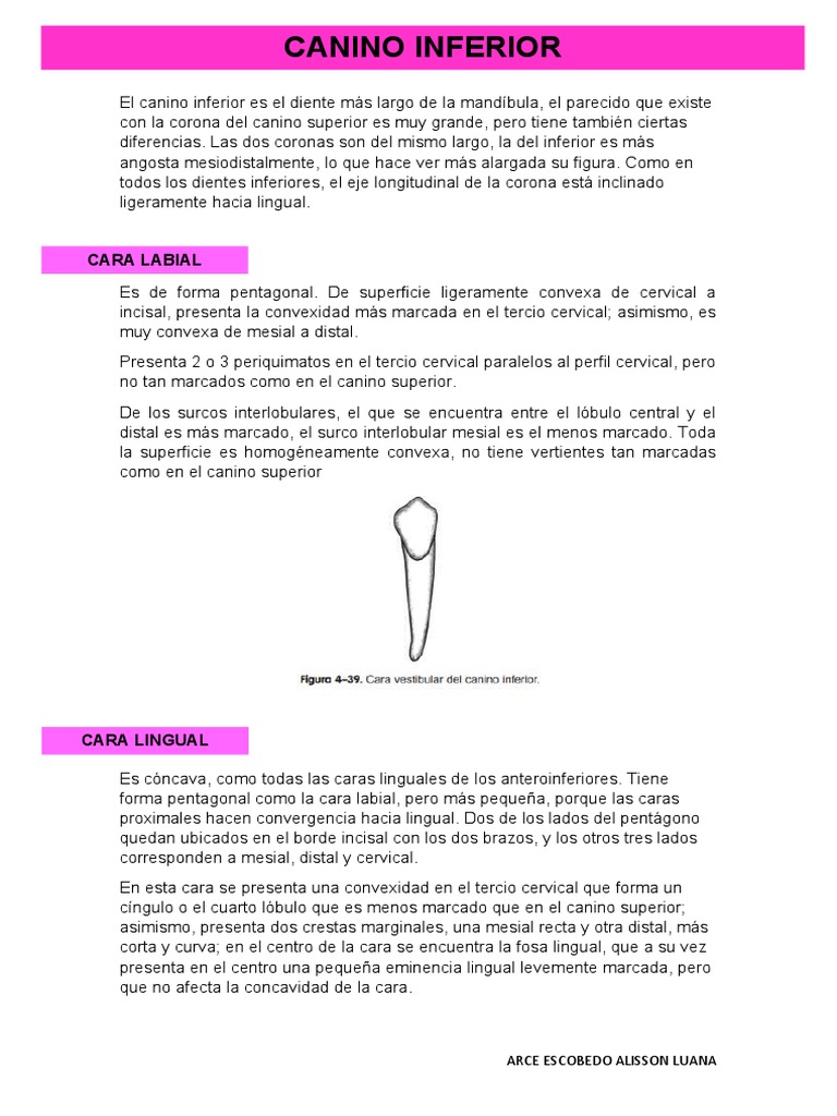 Resumen Canino Inferior | PDF | Anatomia dental | Ramas de Odontología