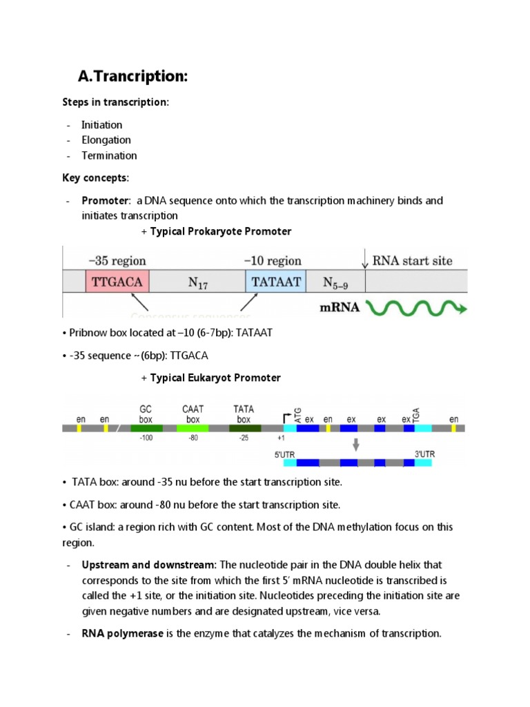 Transcription Initiation Elongation Termination