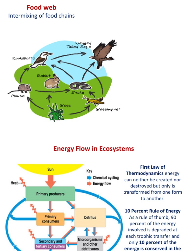Unit2 L9 | PDF | Food Web | Ecosystem