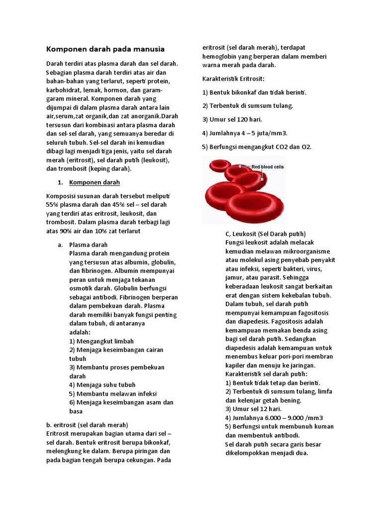 Komponen dan Fungsi Darah Manusia | PDF | Pengembangan Diri | Kesehatan ...