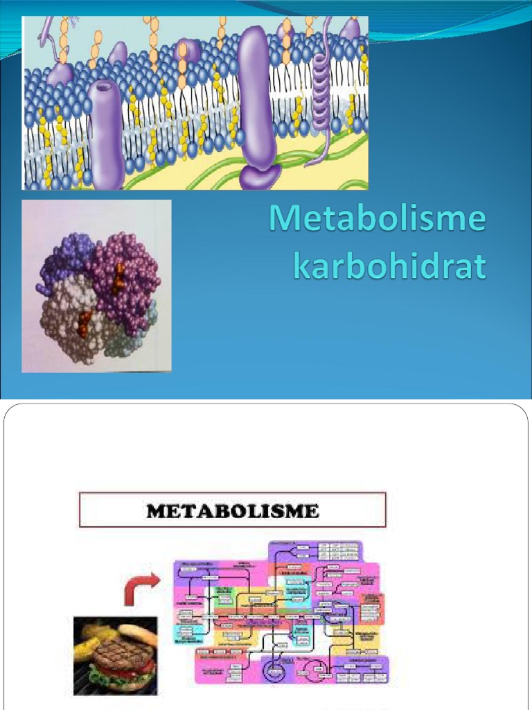 Metabolisme Karbohidrat | PDF