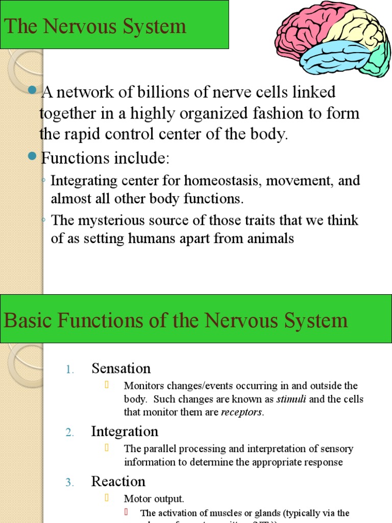 Understanding the Complex Organization and Functions of the Nervous System | PDF | Chemical ...