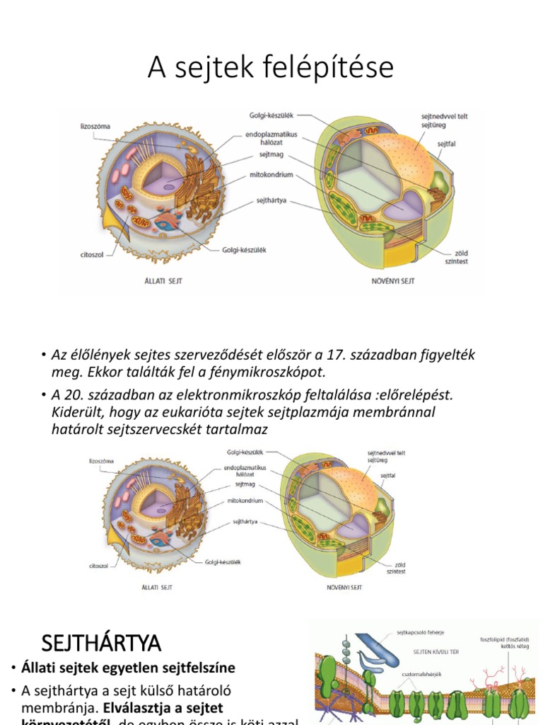 1 A Sejtek Felépitése | PDF