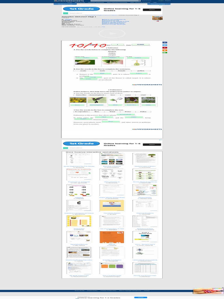 Pollination Worksheet Stage 5 Worksheet | PDF | Pollination | Science