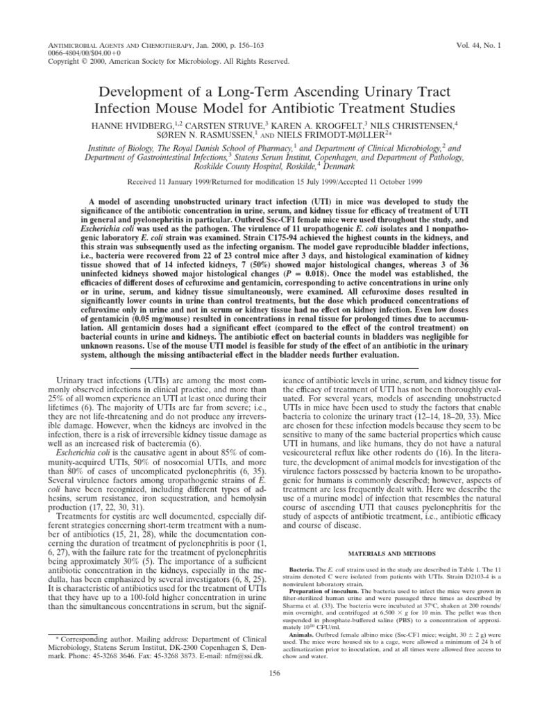Mouse Model Urinary Tract Infection HVIDBERG Et Al. 2000 | PDF ...