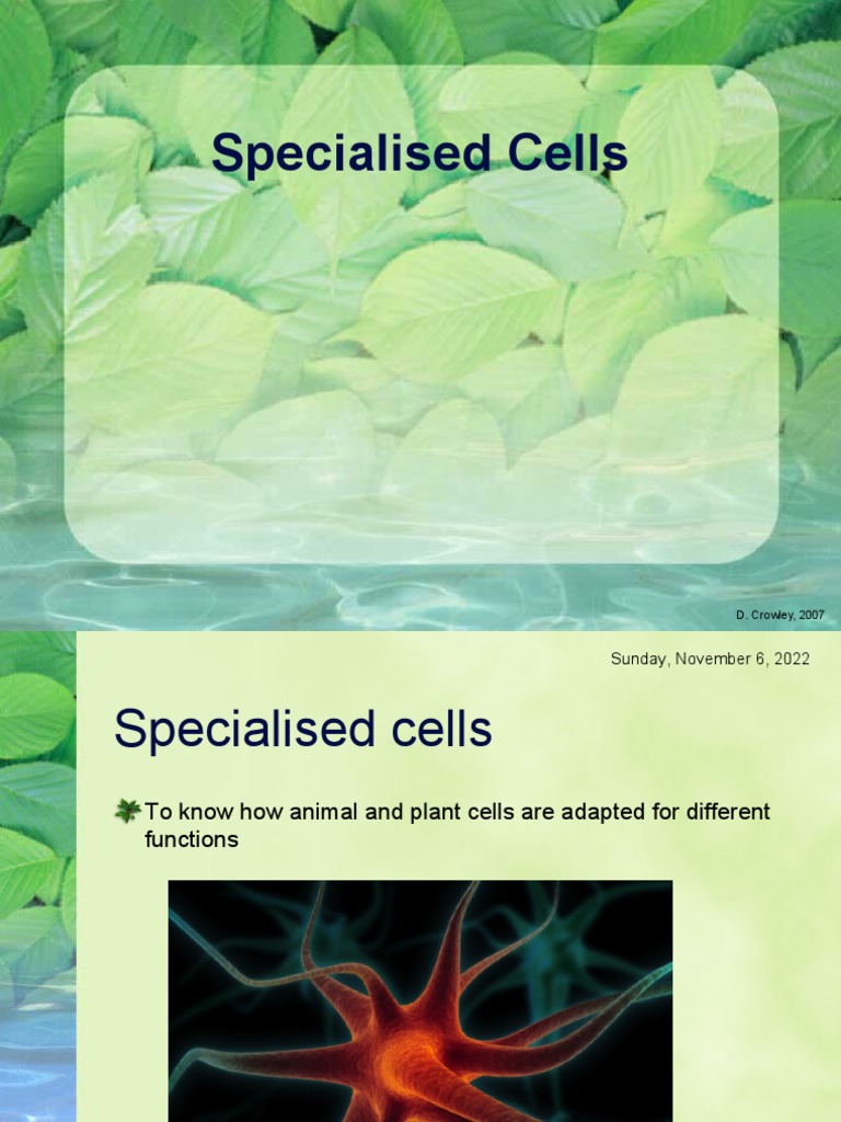 Examples of Specialized Cells | PDF | Science & Mathematics