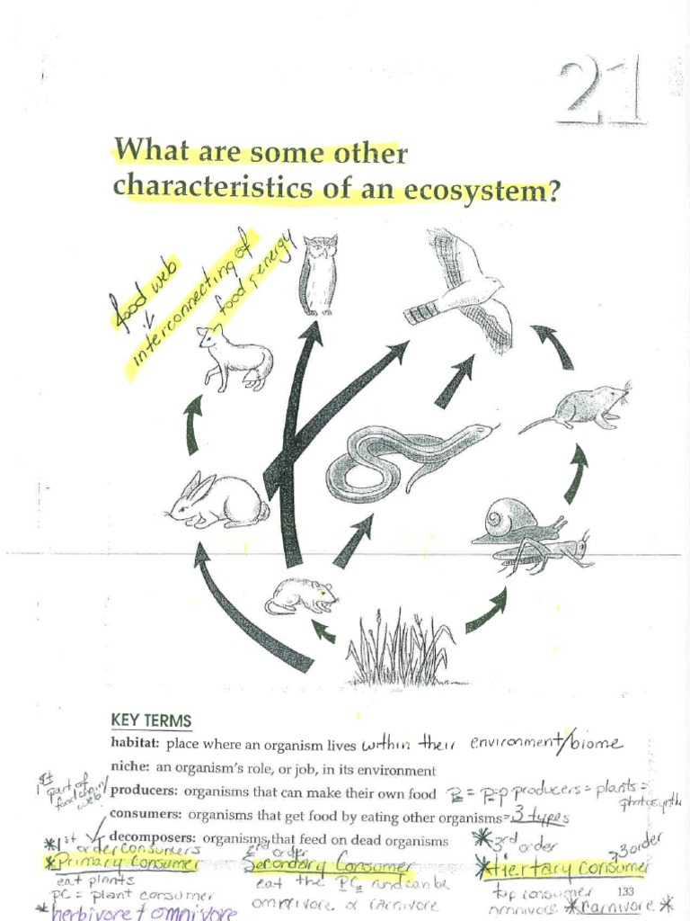 What Are Some Other Characteristics of Ecosystems | PDF