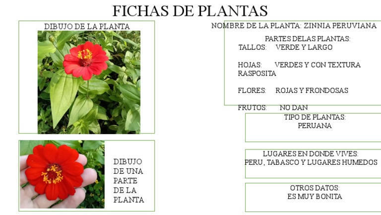 Ficha Plantas | PDF
