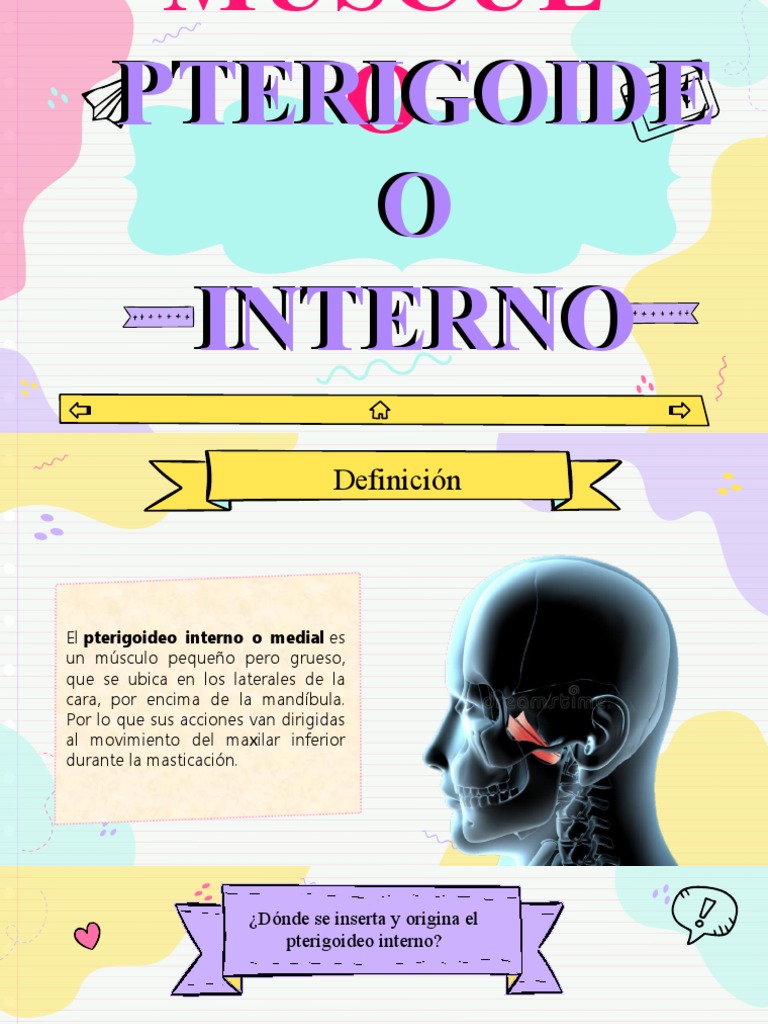 Músculo Pterigoideo Medial HL | PDF | Músculo esquelético | Anatomía humana