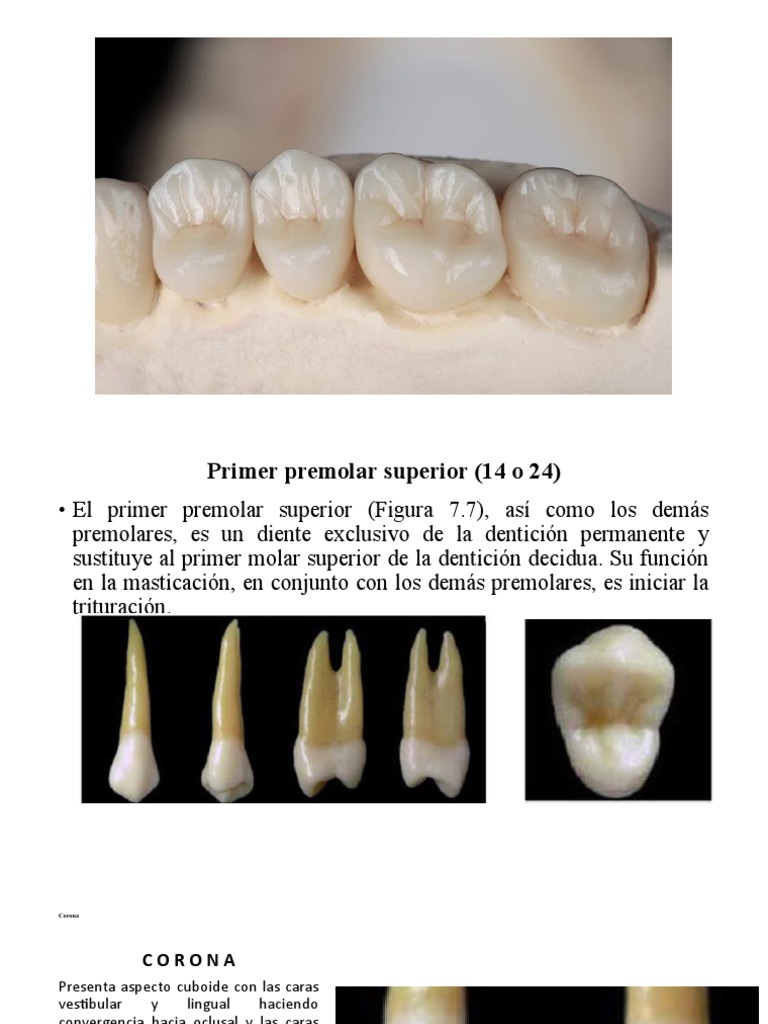 Características anatómicas del primer premolar superior | PDF | Odontología | Ramas de Odontología