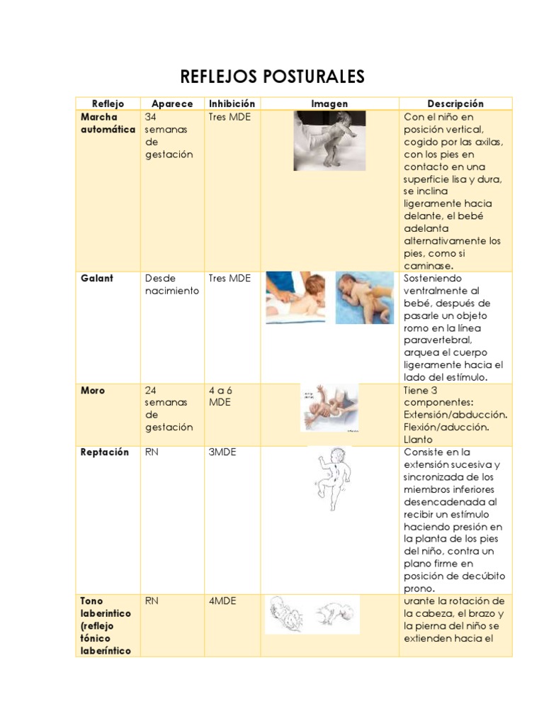 Reflejos Posturales | PDF | Pie | Sistema musculoesquelético