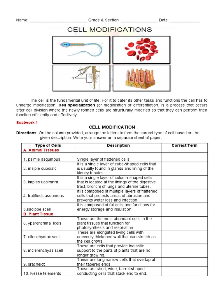 Cell-Modifications Activity | Download Free PDF | Tissue (Biology ...