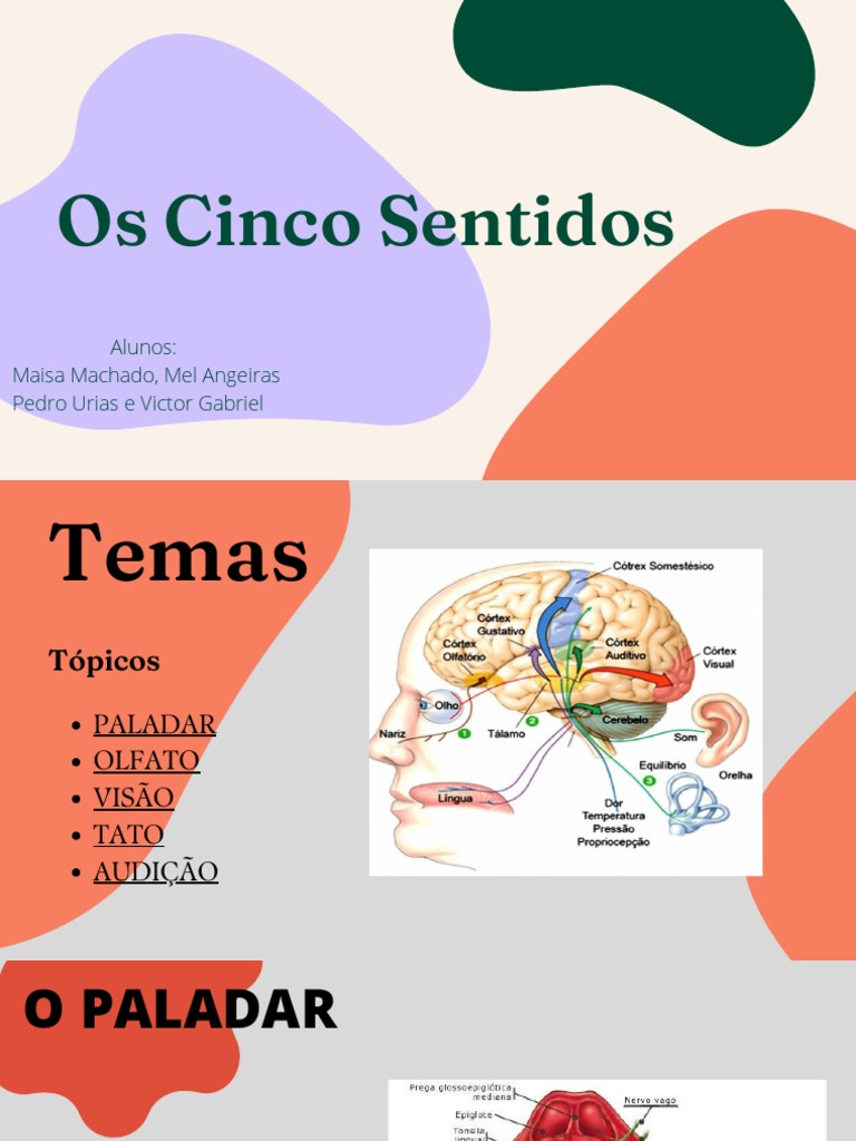 Os Cinco Sentidos | PDF | Orelha | Olho