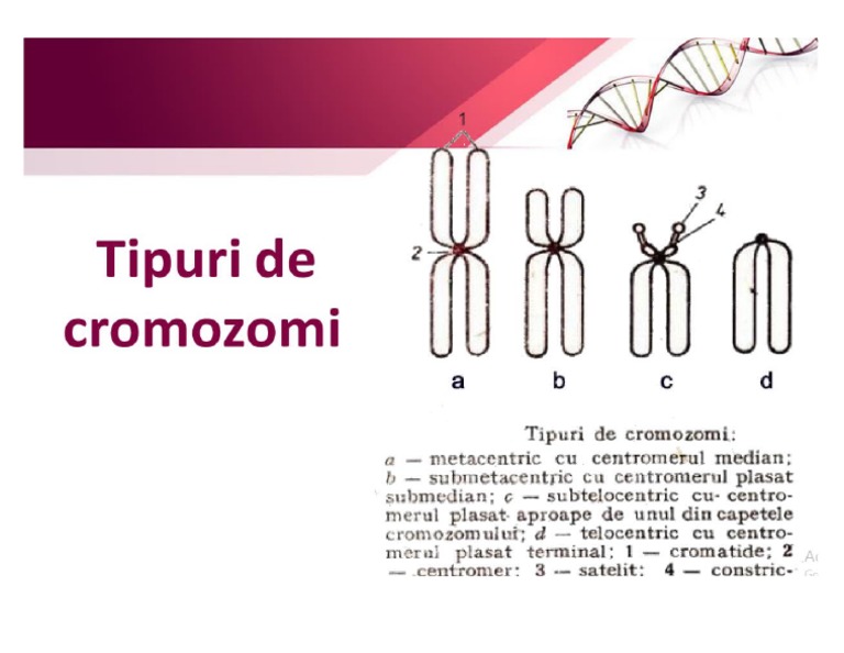 Tipuri de Cromozomi | PDF