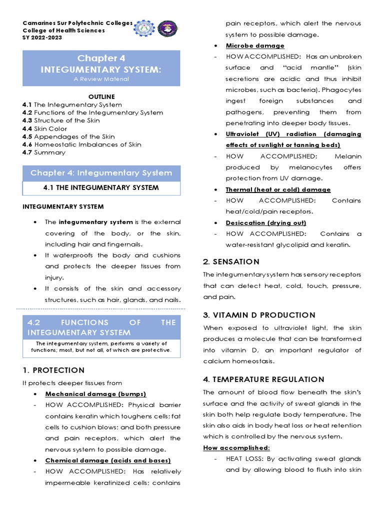 GROUP 1 - Integumentary System (Review Material) | PDF | Epidermis | Skin