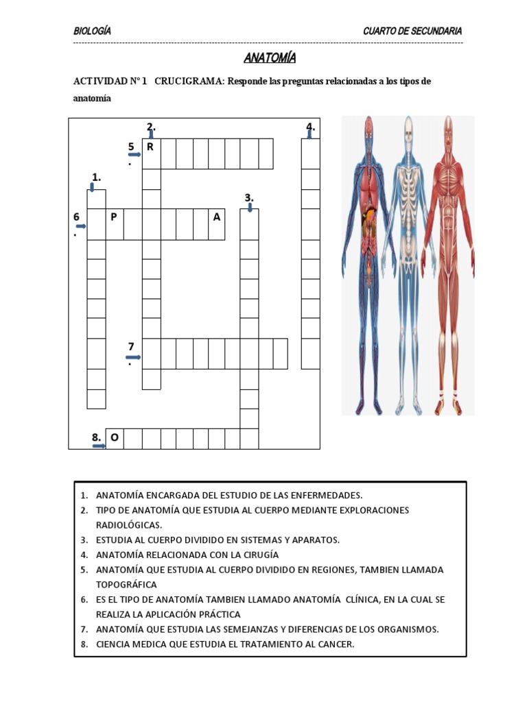 Jhoselyn Mamani Coromi - TIPOS de ANATOMÍA | PDF | Ciencia y matemáticas