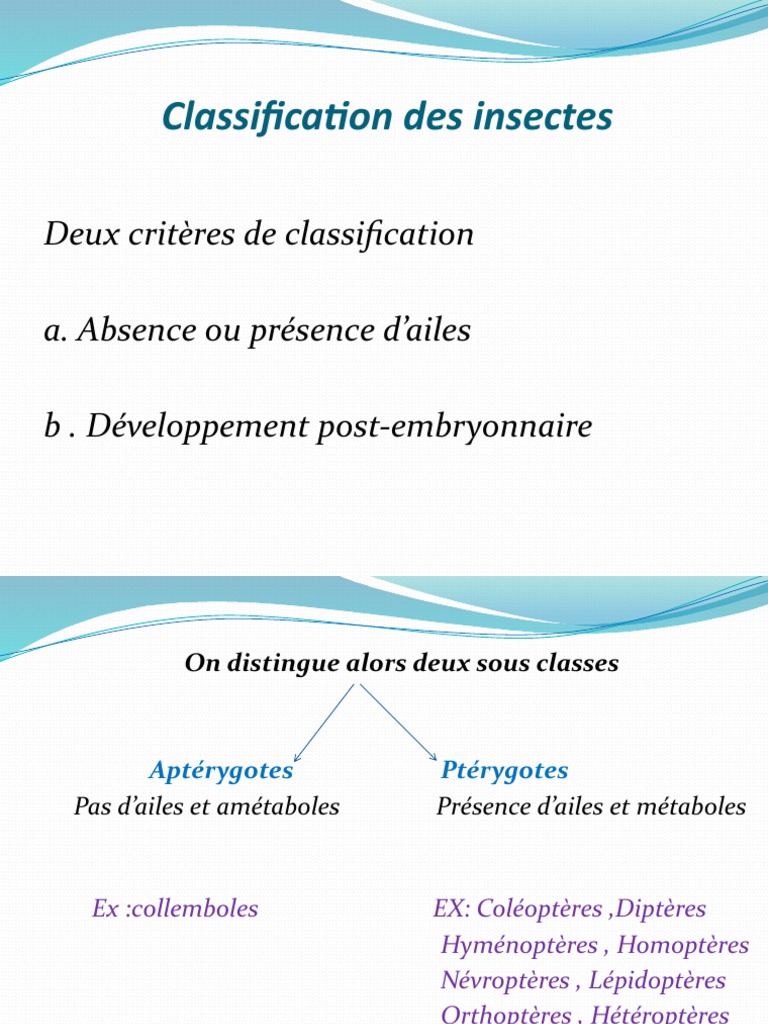 Guide de Classification des Insectes | PDF | Insectes | Coléoptères