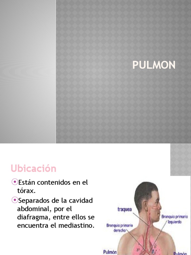 PULMON | PDF | Pulmón | Tórax (anatomía humana)