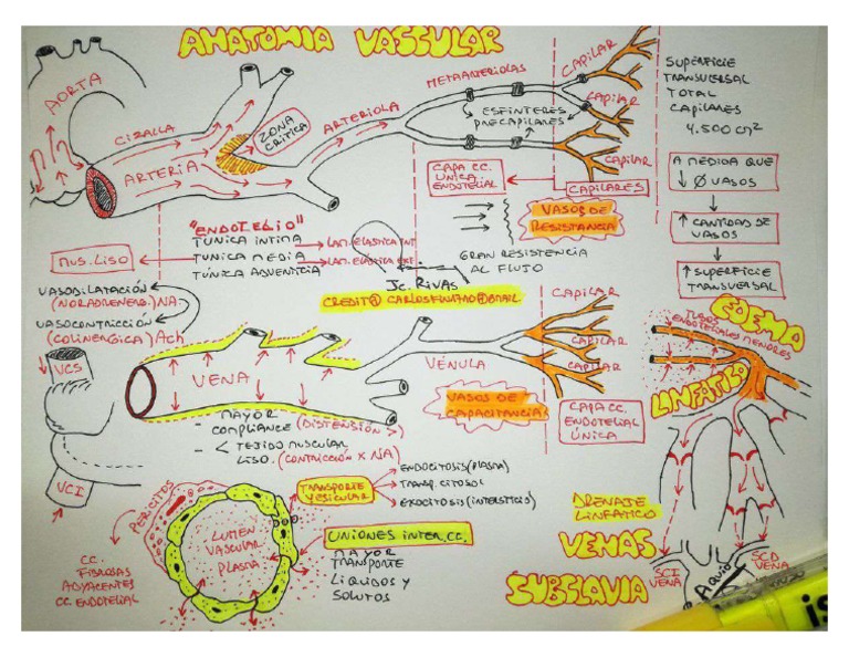 Anatomia Vascular | PDF