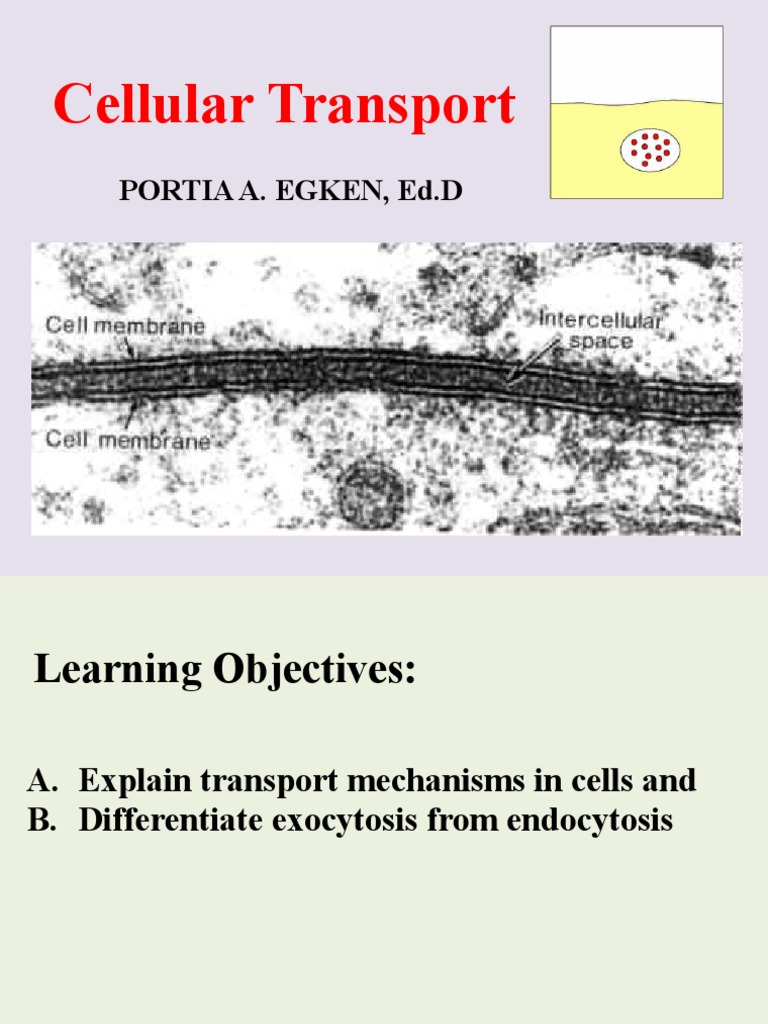 Cellular Transport Powerpoint | PDF | Osmosis | Cell Membrane