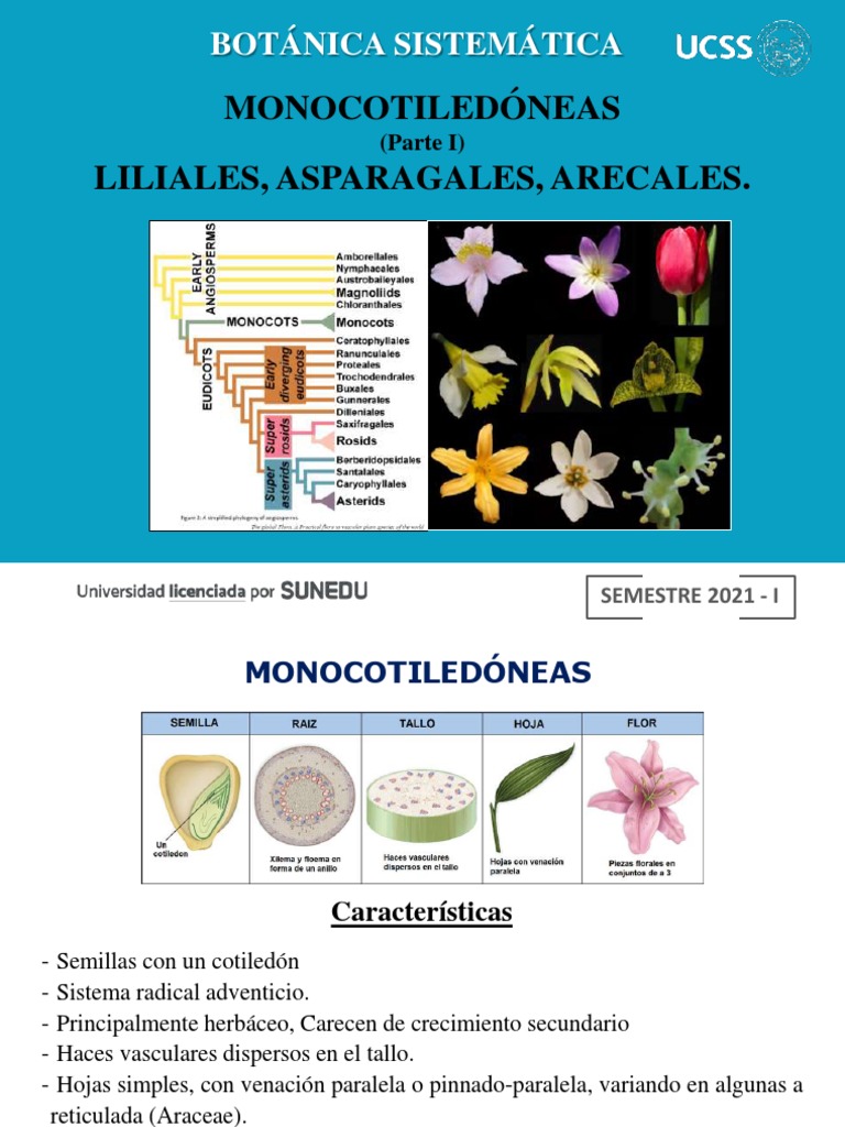 Bot Sist-3 Monocot-1 | PDF | Orchidaceae | Jardinería