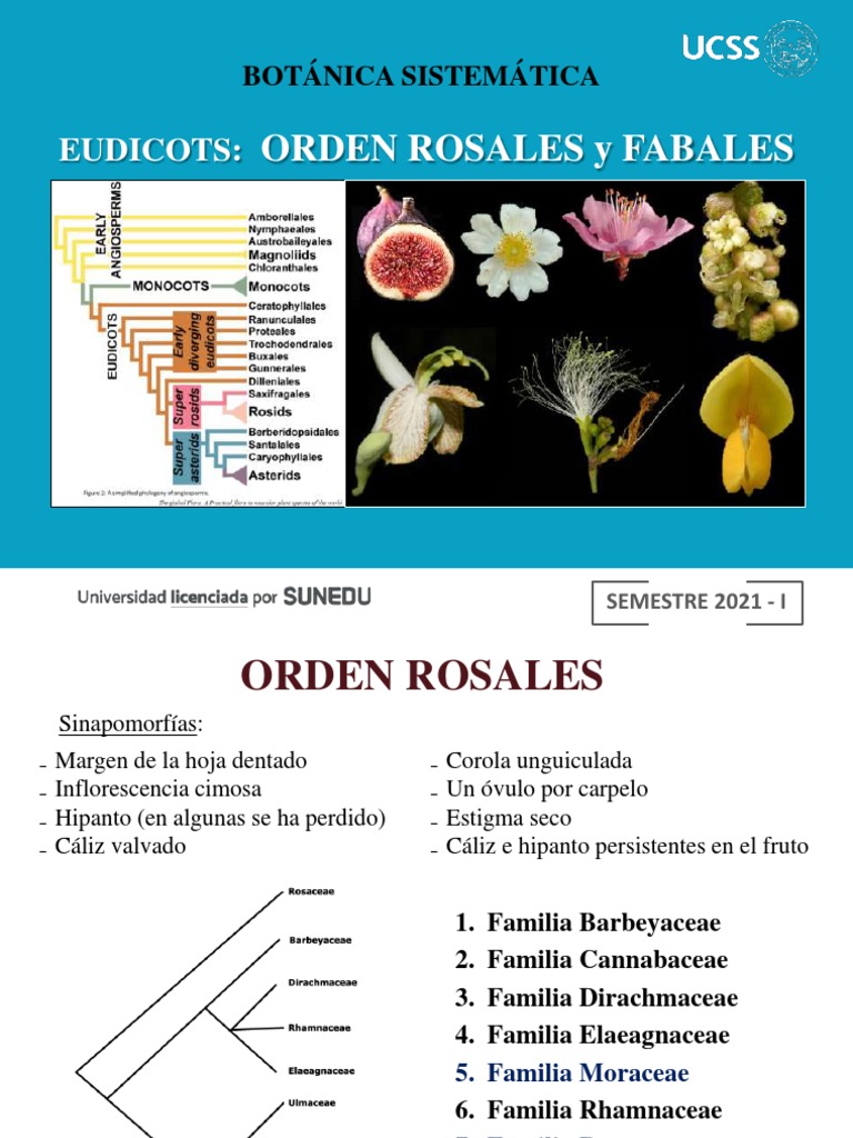 Bot - Sist-9.Rosales y Fabales | PDF | Ramas de la botánica | Plantas