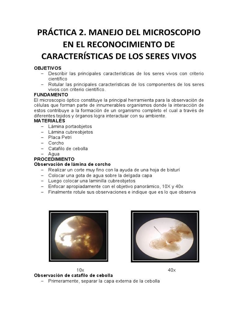 Observación de Corcho con Microscopio | PDF | Traducción (biología ...
