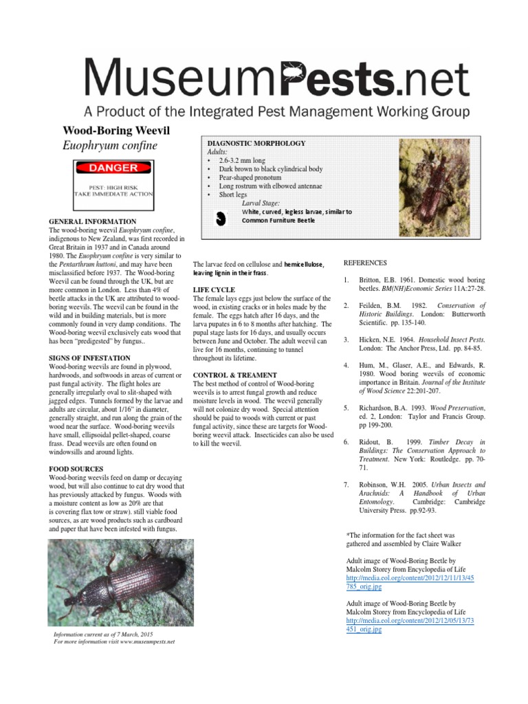 Fact Sheet Wood Boring Weevil 2015 | PDF | Wood | Beetle