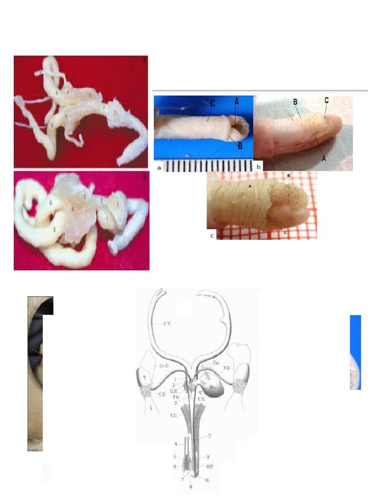 Cuy Sistema Reproductor | PDF