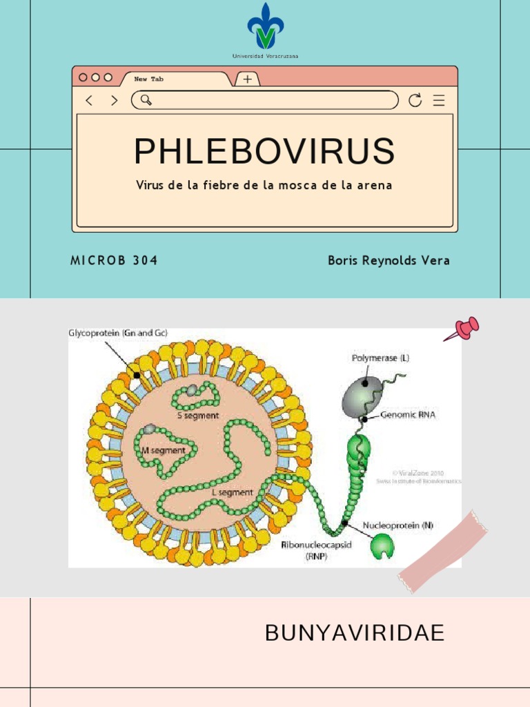 Phlebovirus | PDF | Virus | Virología