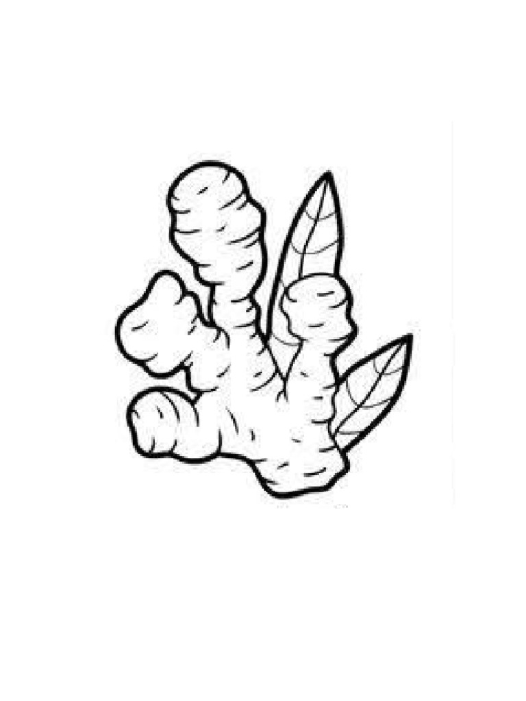 Gambar Sketsa Kunyit | PDF