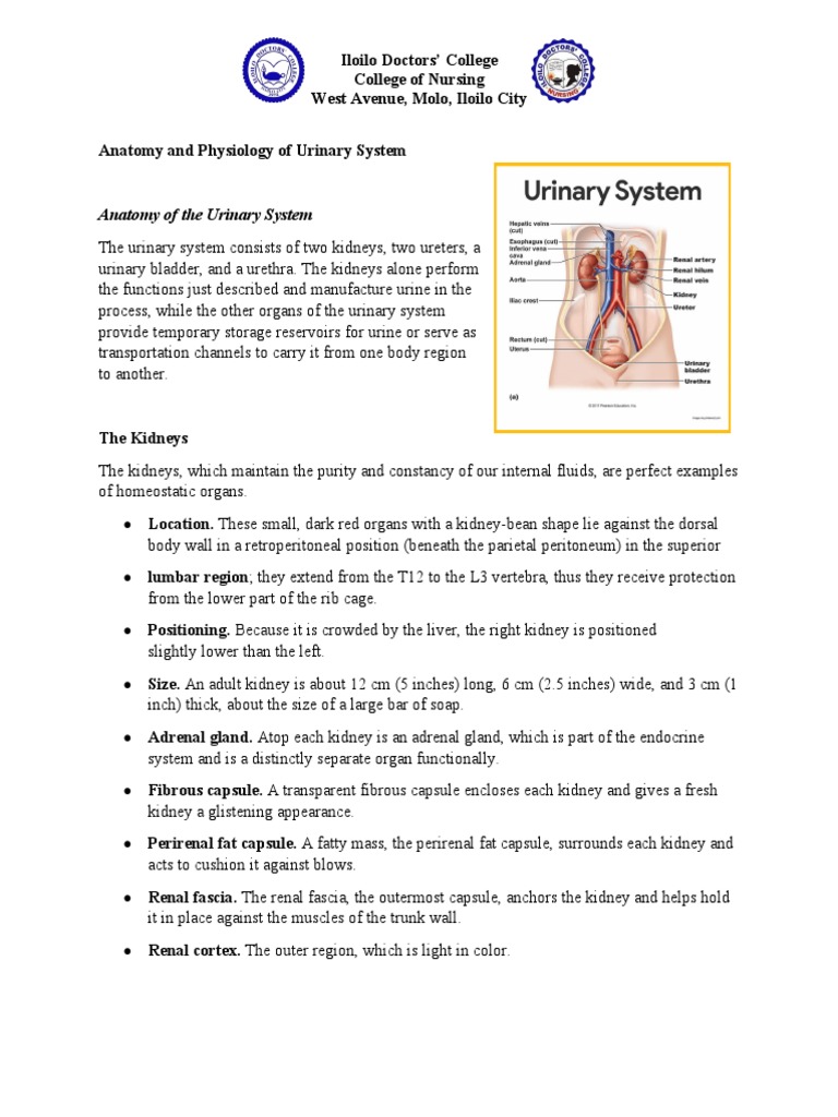 Anatomy and Physiology of Renal System | PDF | Kidney | Urinary System
